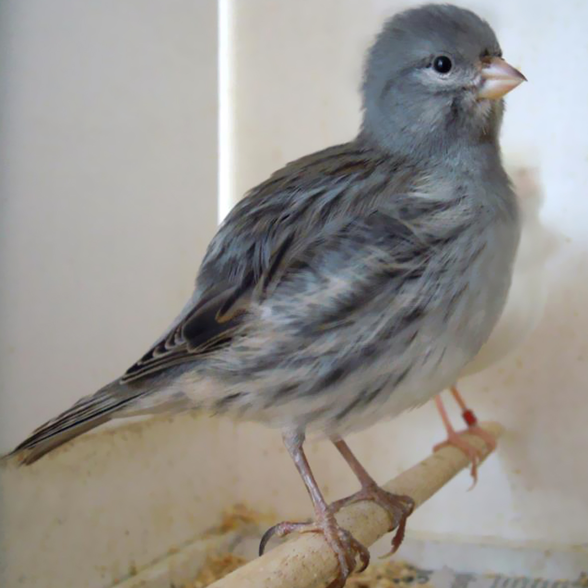 canarilrevoredo: O Fife Fancy