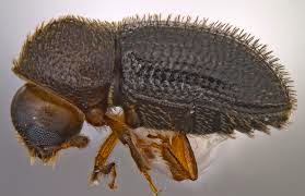 One species a day: Coffee Berry Borer