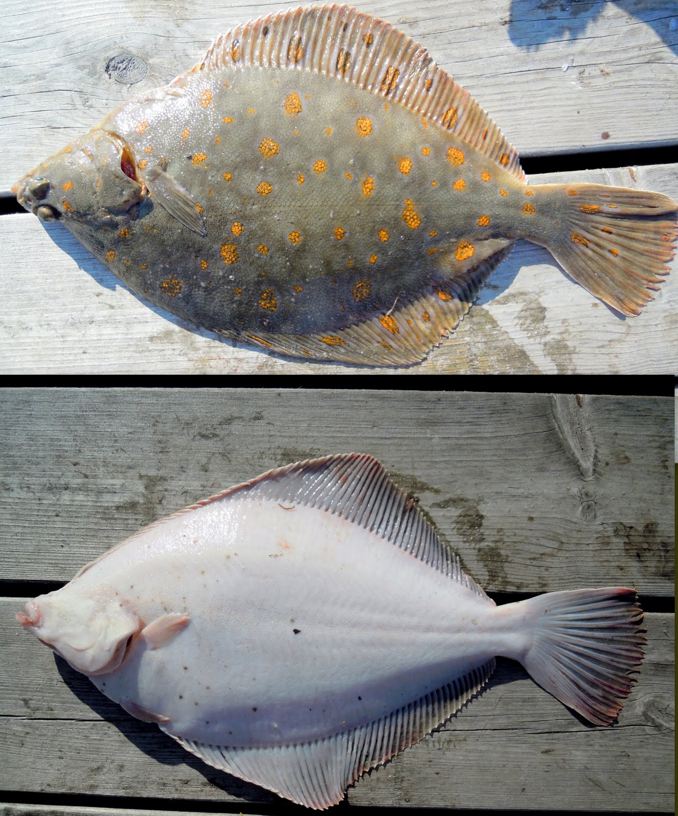 Naučimo nekoliko vrsta morskih riba - Nauka govori