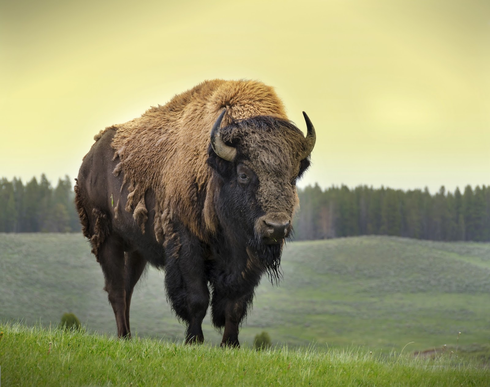 BASIC FACTS ABOUT BISON - Animal Fact Guide
