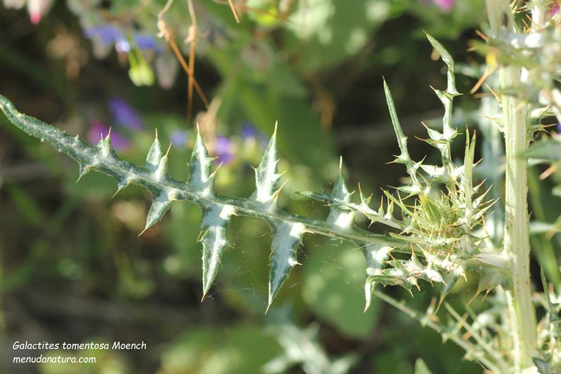 Menuda Natura: Galactites tomentosa Moench