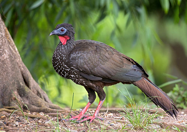Bellas Aves de El Salvador: Penelope purpurascens(pava moñuda ...