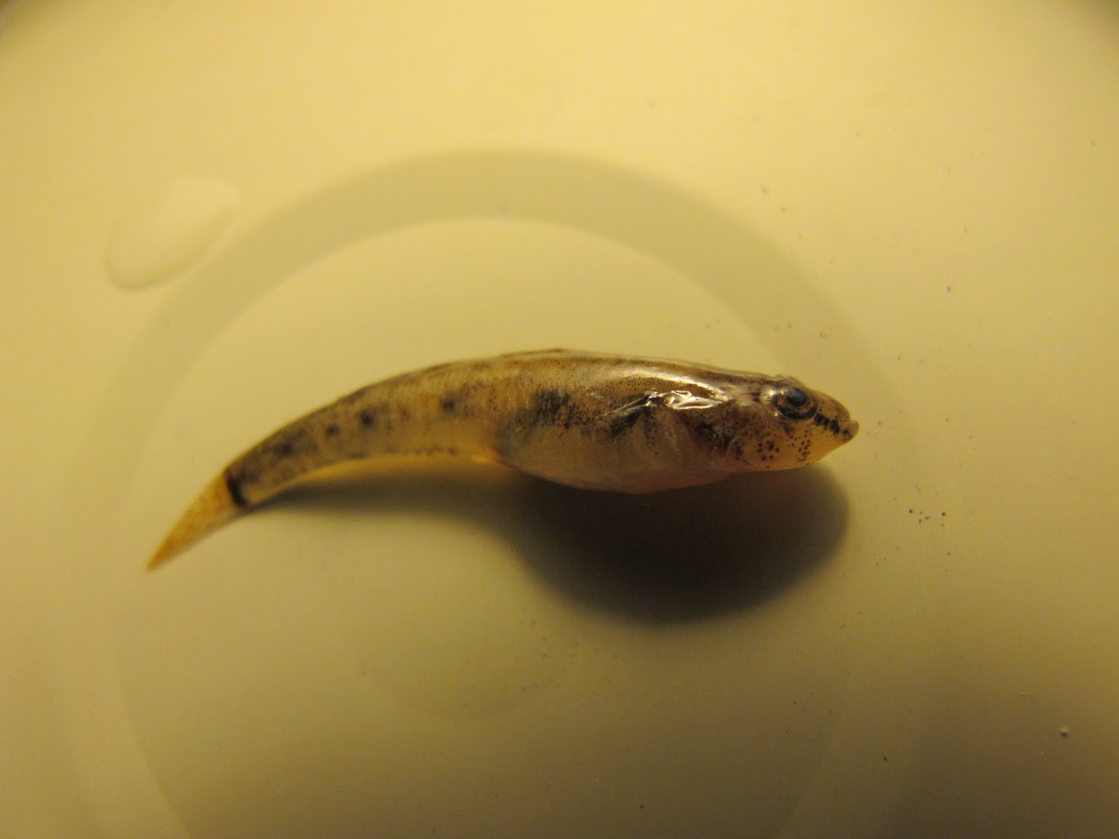 In the footsteps of Steve Wozniak: marraskuuta 2012