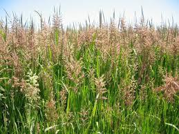 World rices: Genus Oryza: All kinds of rice