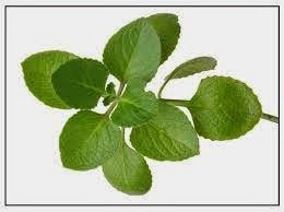 Oregano leaves known as Kalabo for cough and asthma treatment