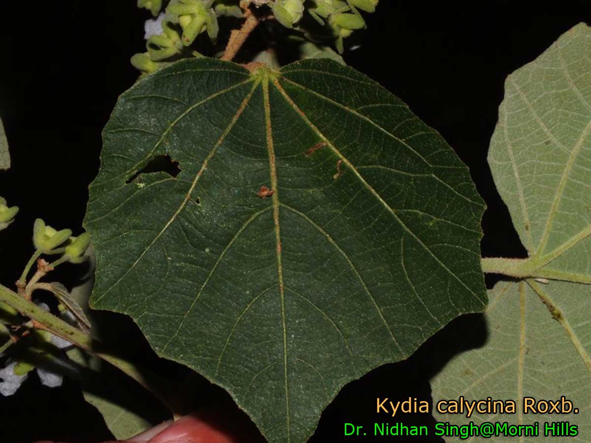 Medicinal Plants: Kydia calycina, pulia, pola, warang, Motihirwani