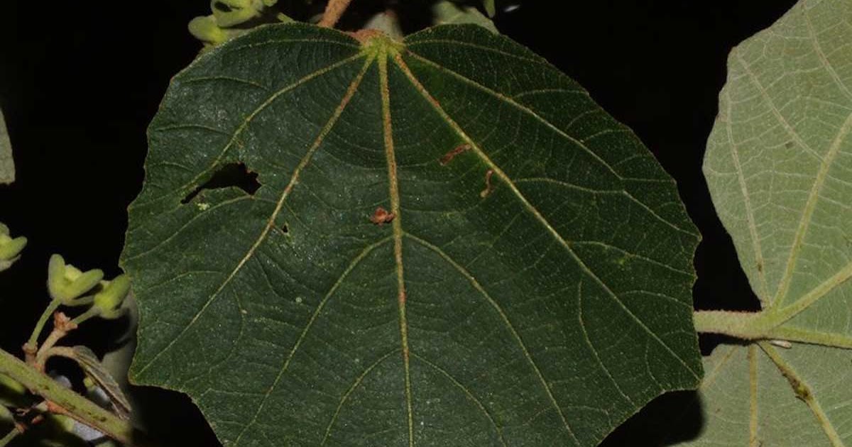 Medicinal Plants: Kydia calycina, pulia, pola, warang, Motihirwani