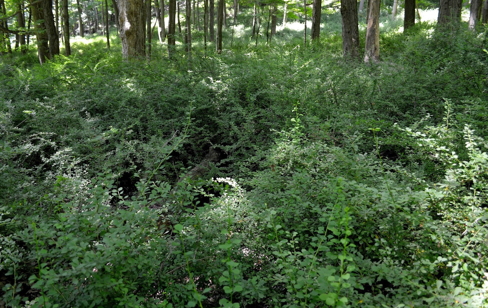 Nature of New York: Vicious Vegetation: Invasive Plants-- the Negative ...