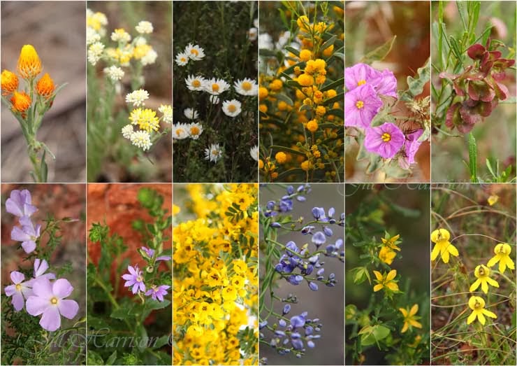 Life Images by Jill: Rock formations and wildflowers in the Gawler ...