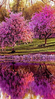 Werech Tech: iPhone 5 HD Wallpapers