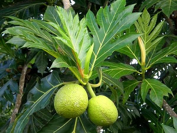 Sukun (Artocarpus communis)