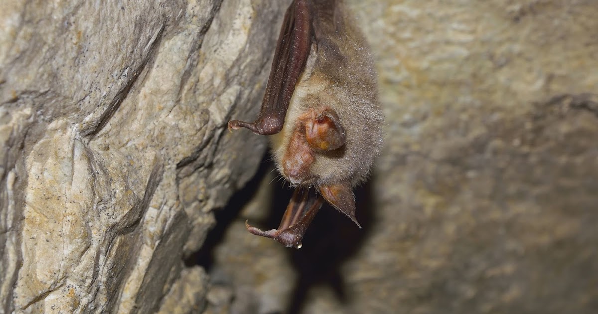 Clearing the Air - Misconceptions About Bats!