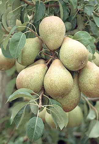 The Portuguese Pera Rocha do Oeste