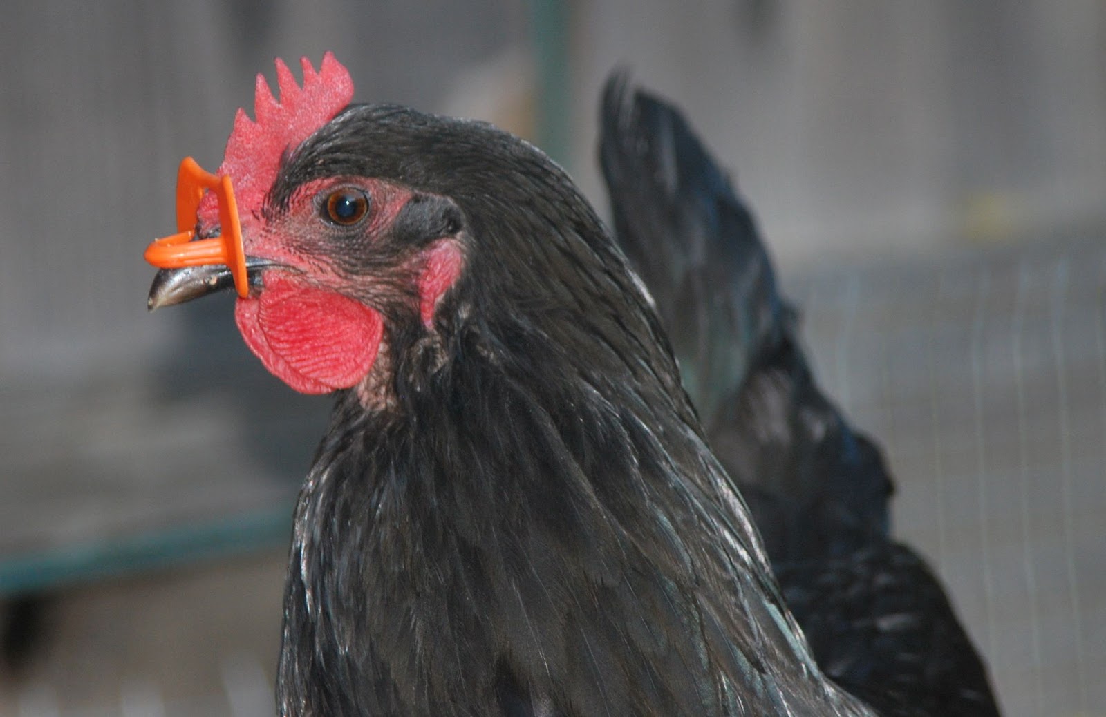 Hens losing feathers around neck | BackYard Chickens - Learn How to ...