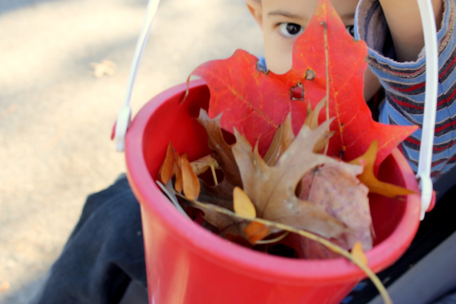 Arrows Sent Forth: Go on a Leaf Hunt