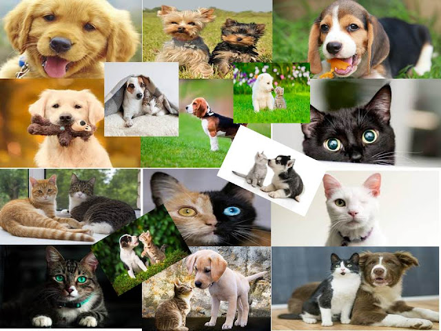 Los perros y gatos: Collage