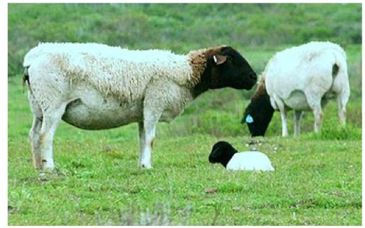 Thirteen Sheep Breeds Popular in the United States | Big Picture ...