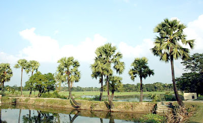 We love Our Bangladesh: Asian Palmyra Palm/Asian Palm Fruit (Tal/Taal ...