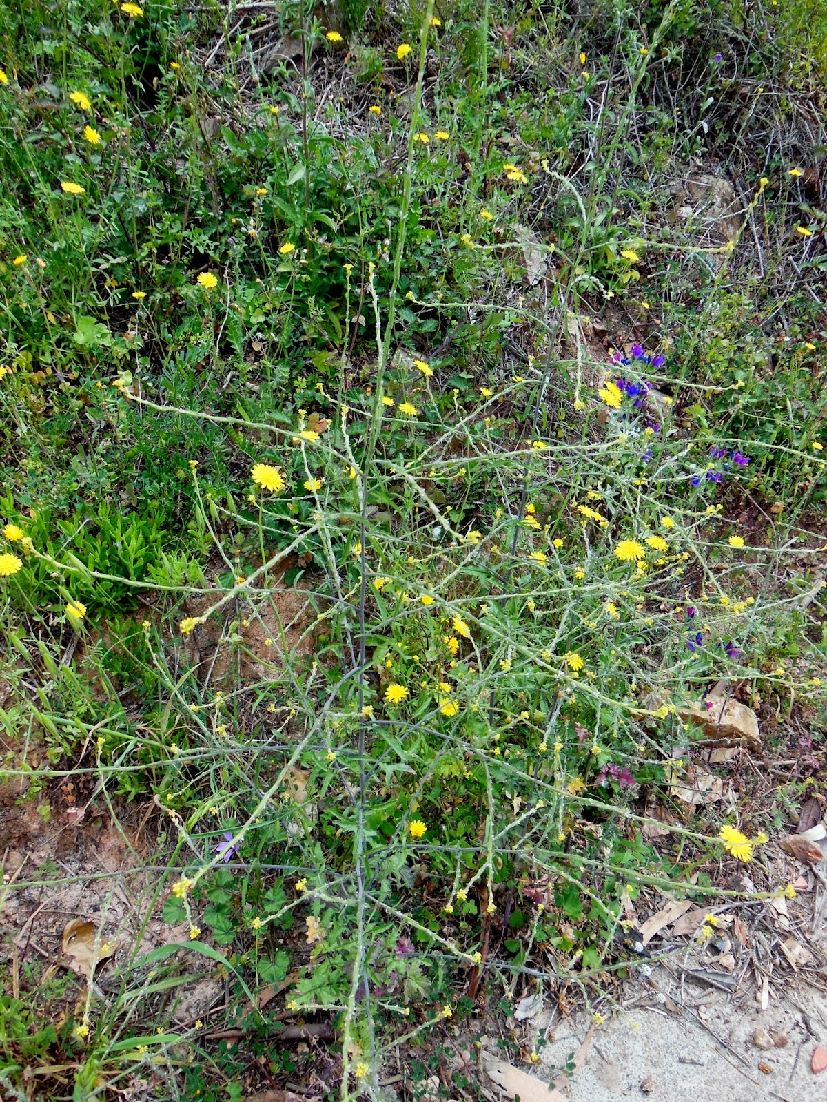 Mi herbario particular: ERÍSIMO (Sisymbrium officinale)
