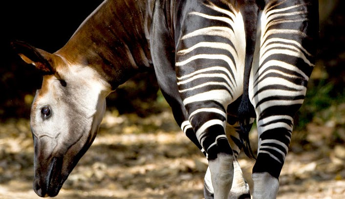 Fun And Amazing Okapis: an okapi's body