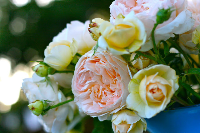 The Polished Pebble: The First Roses of Spring