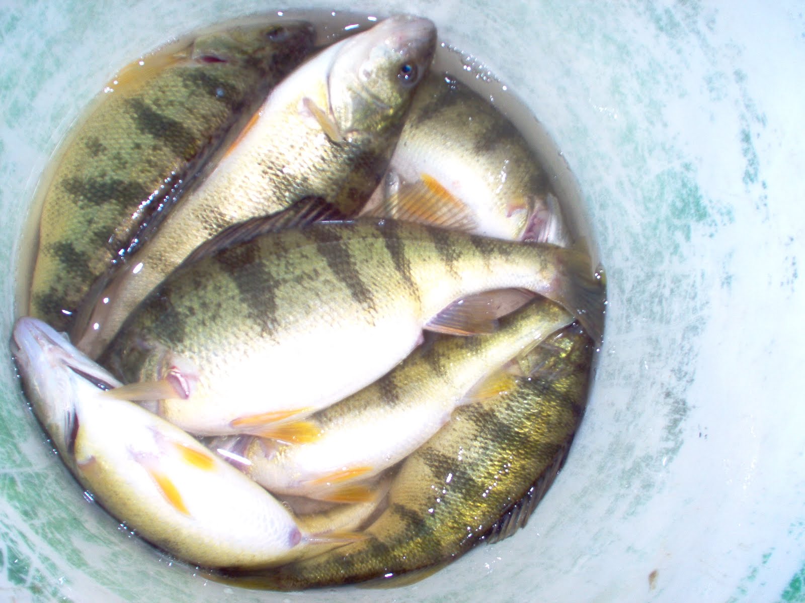 robfisherie: Lake Erie Spring Perch Fishing Hot In Bay