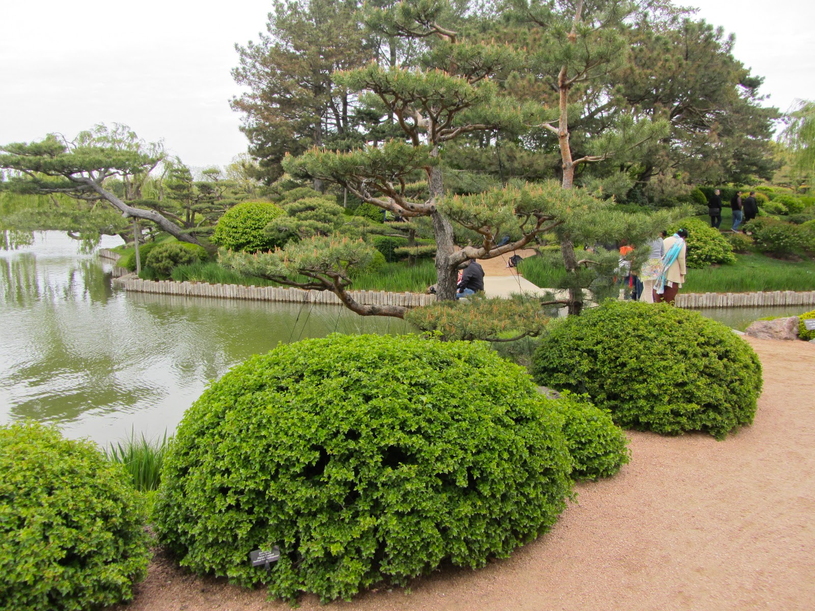 Fimman puksipuu : Taikinamarja, Ribes alpinum - pohjoinen puksipuu ...