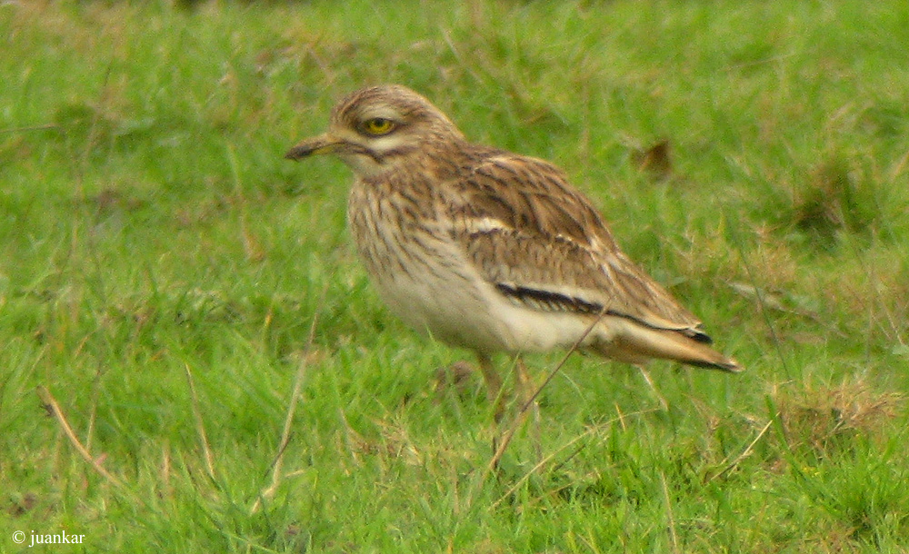 Miradas Cantábricas: Alcaravanes en Durango
