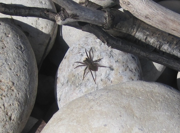 Gardens at Waters East: Spider Webs