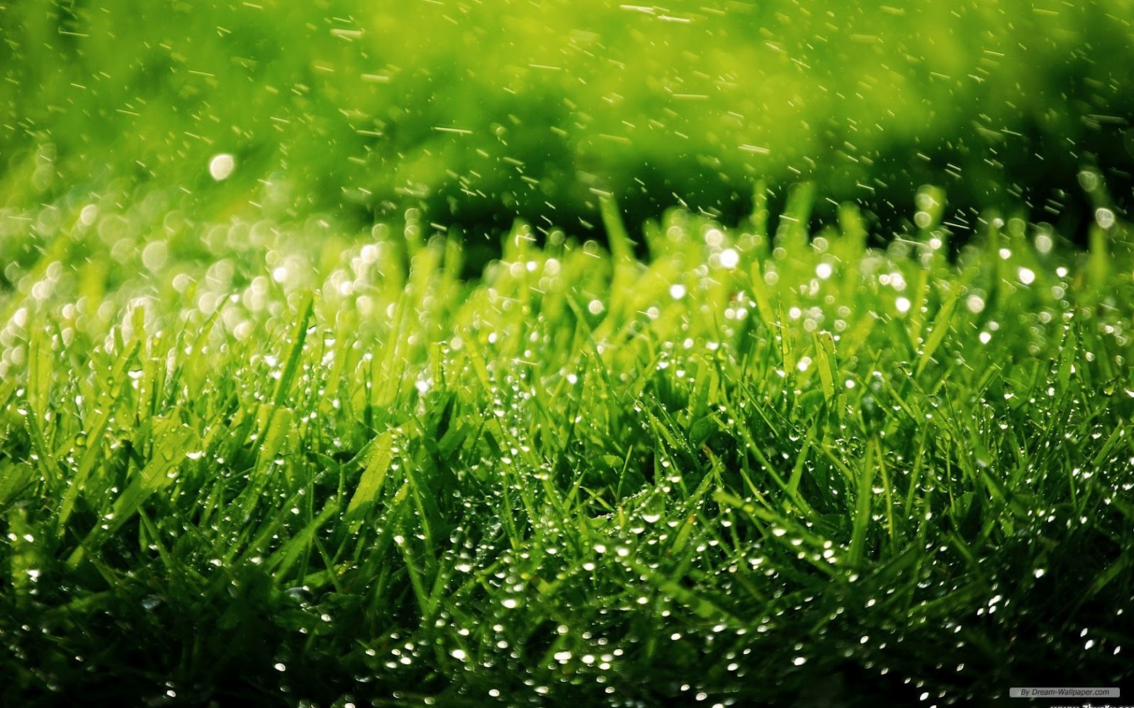 Top 39 Most Beautiful And Fabulous Plants Wallpapers In HD,