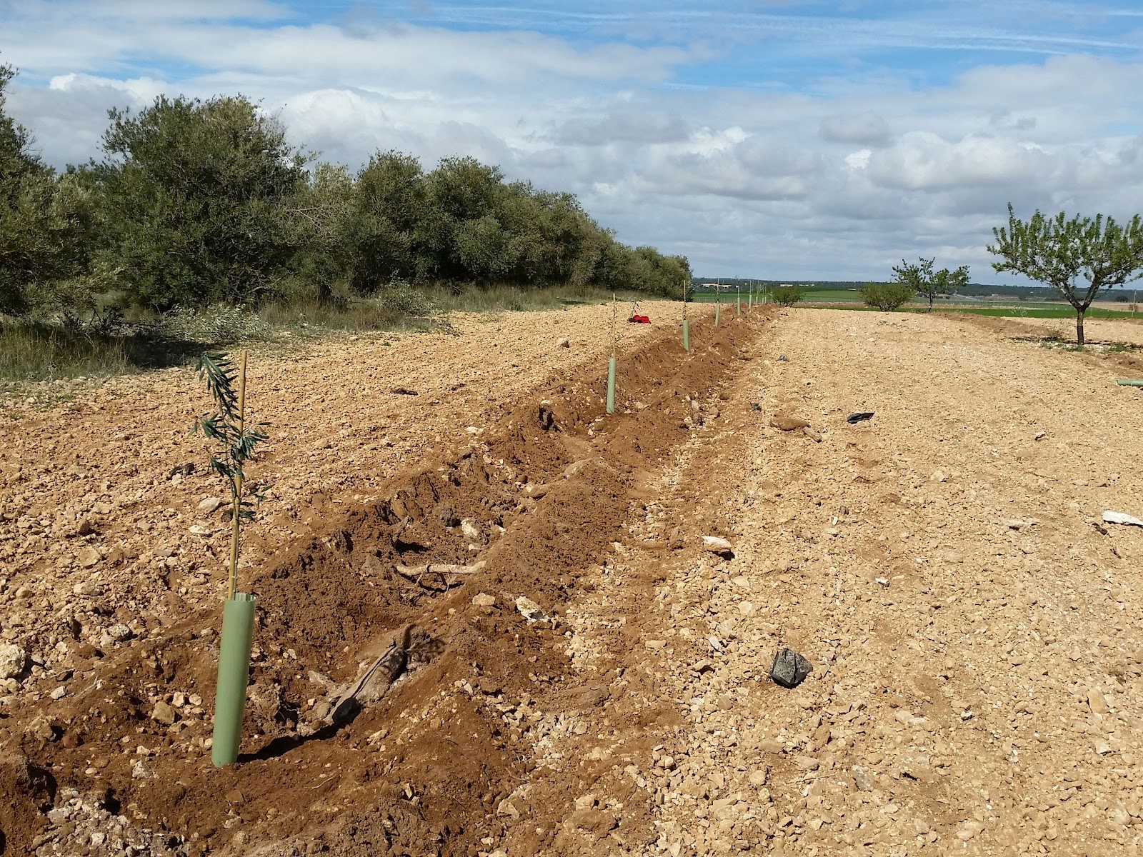 Planting olive trees. Traditional method