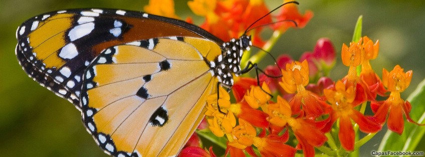 Facebook Covers Butterfly #1 | Facebook Covers | Timeline, cover, Photo