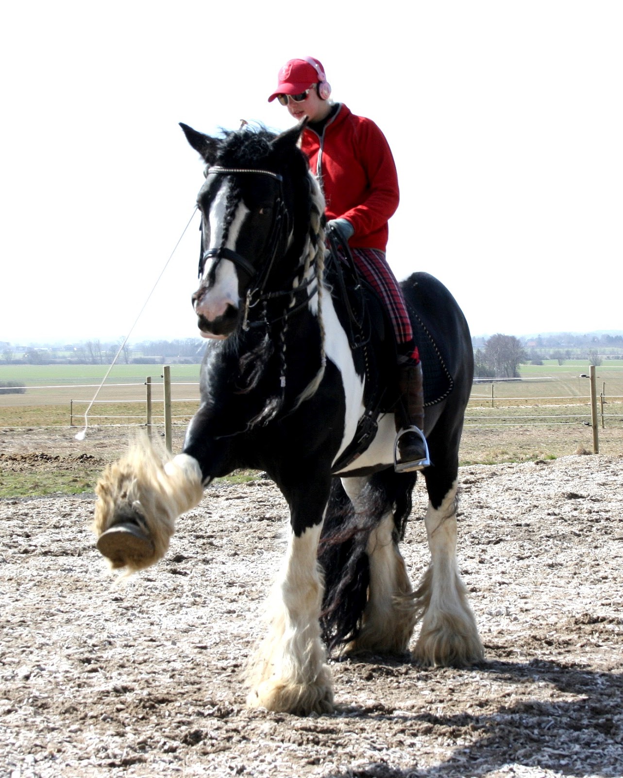 ShowRider Sielja Dantved The Spanish Walk In Dressage Training showrider-sielja-dantved-the-spanish-walk-in-dressage-training