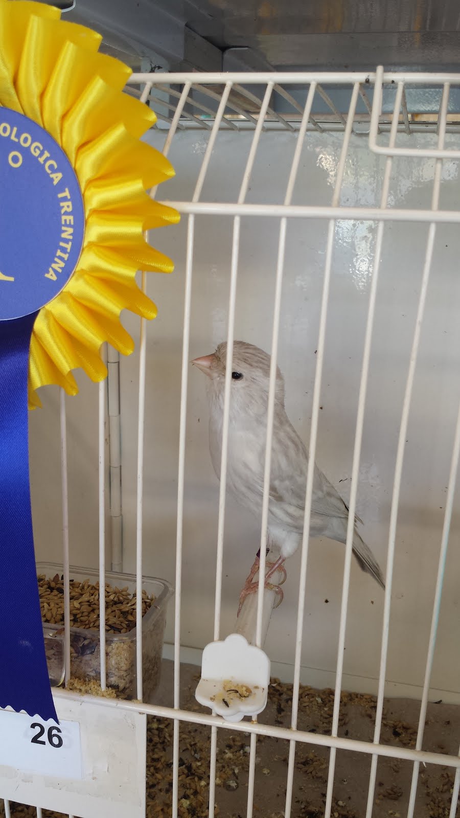 IL BRUNO PASTELLO "Allevamento Sportivo Canarini di Colore": MOSTRE 2015