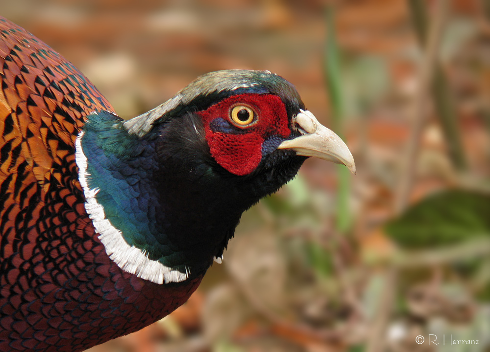 fotosricardo-h: RETRATOS I - Portraits I