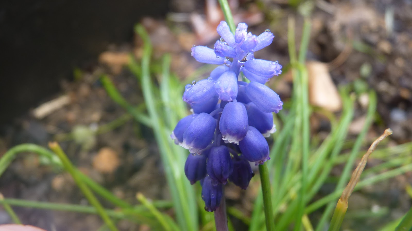 Edible and Elegant Urban Gardening : Grape Hyacinths Growing Wild