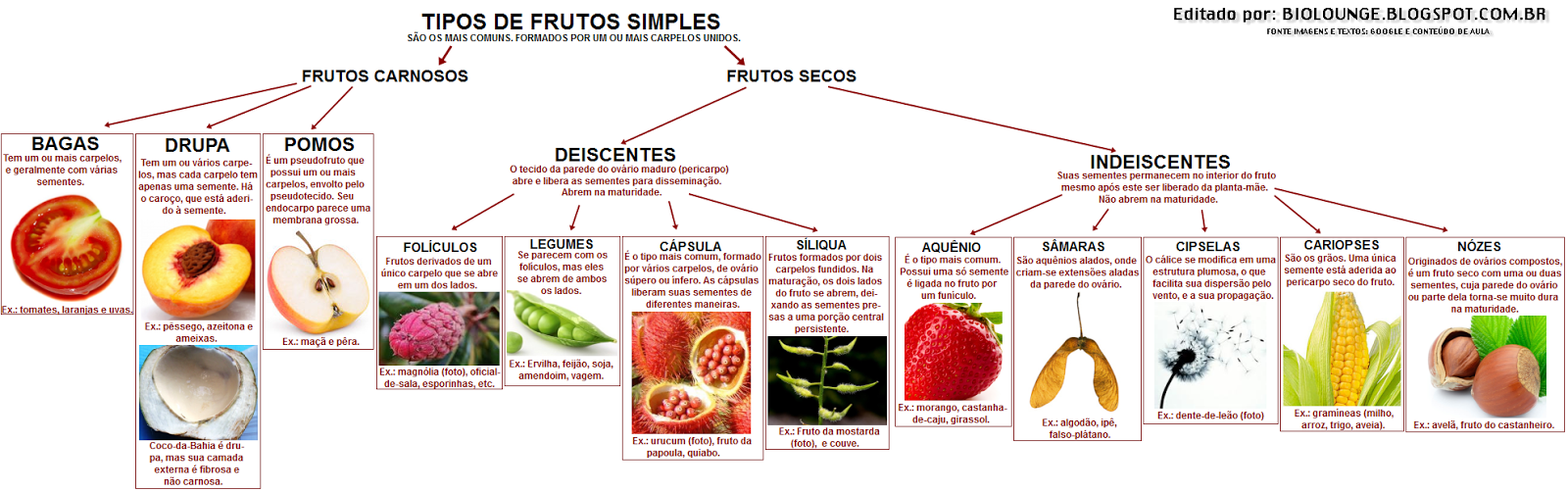 IDENTIFICACIÓN BOTÁNICA: Fruto