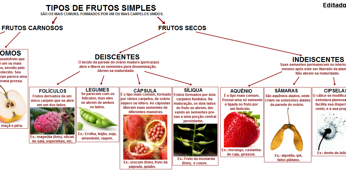 Bio Lounge: ANGIOSPERMAS - Frutos Simples