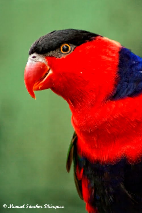 MIS FOTOGRAFIAS: EL LORO