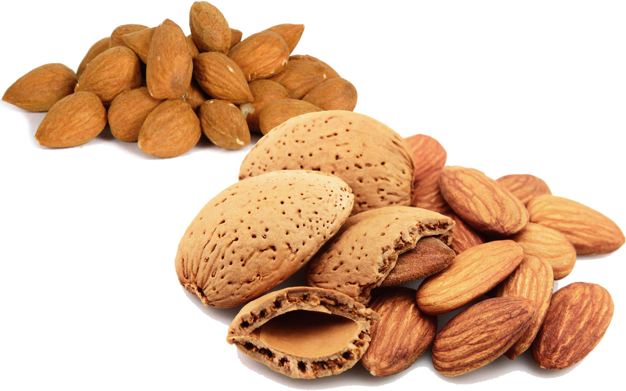 DIÁRIO COM A NATUREZA: 18 DE JUNHO - AMENDOEIRA - AMÊNDOA - SEMENTE ...