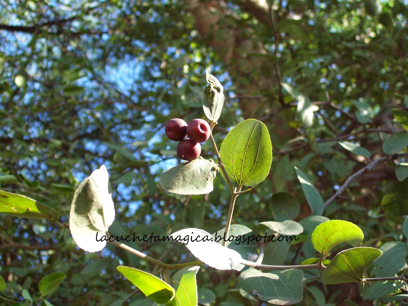La cucheta mágica: Mistol