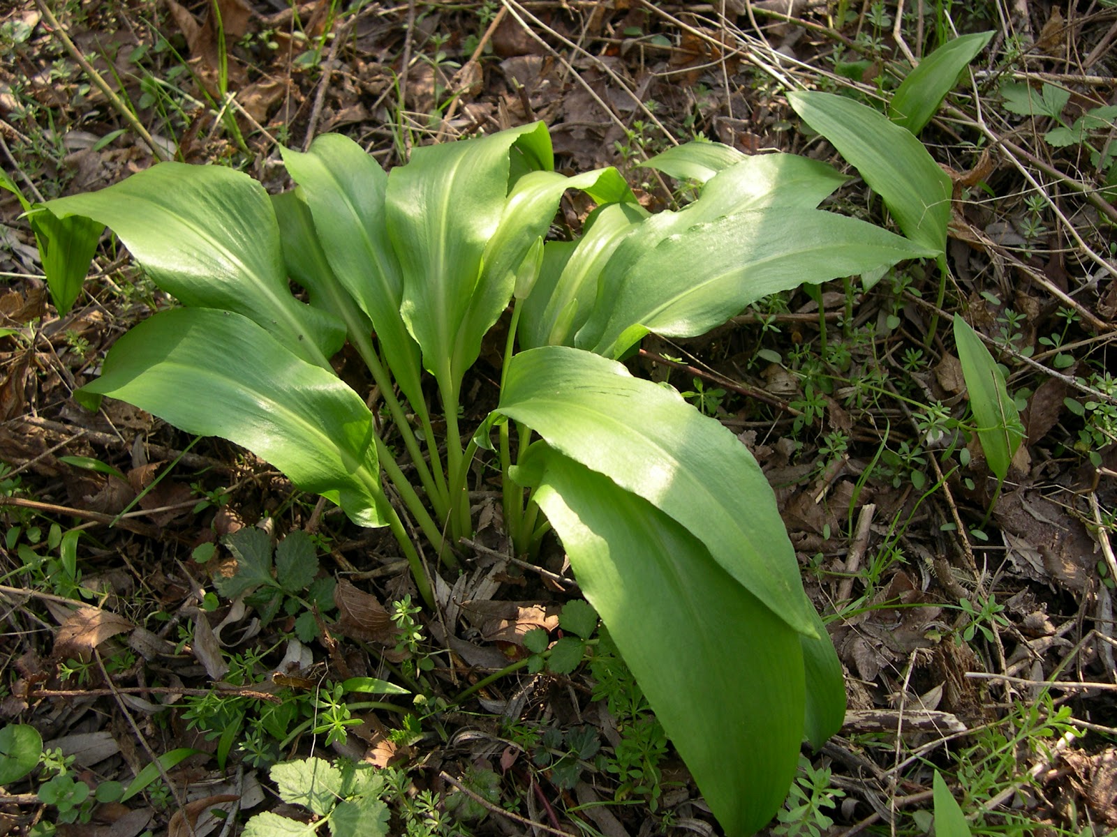Arta Culinară Românească: Plantele aromatice (2)