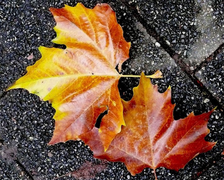 De toamna.....: Eu sunt o frunză