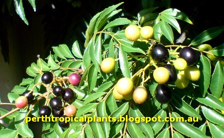 Perth Tropical Plants