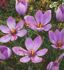 Gnosis - Boletin Gnostico en linea: Magia Elemental del Azafran (Crocus ...