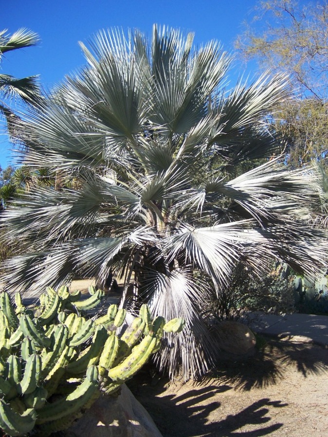 The 2 Minute Gardener: Photo - Mexican Blue Hesper Palm (Brahea armata)