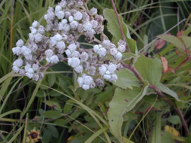 Field Biology in Southeastern Ohio: Prairies Part 3: Species Results