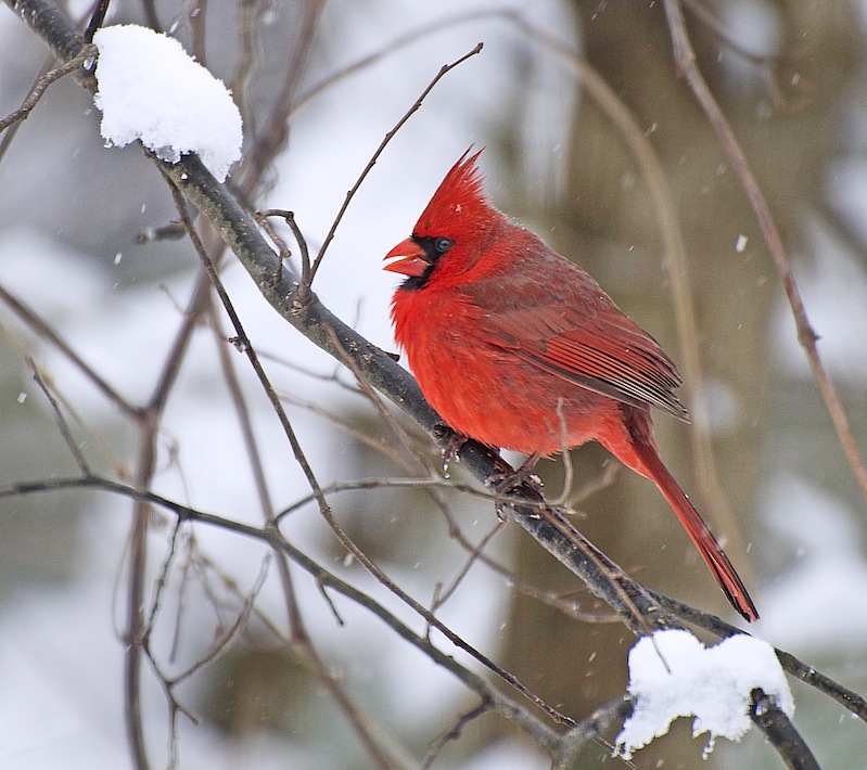 Riverdaze…: A REDBIRD SNOW