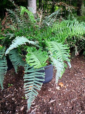 Ferns Ferns Ferns!! | Large Trees – Tight Spaces