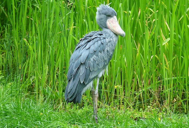 Naturaleza salvaje Blog: El ave picozapato